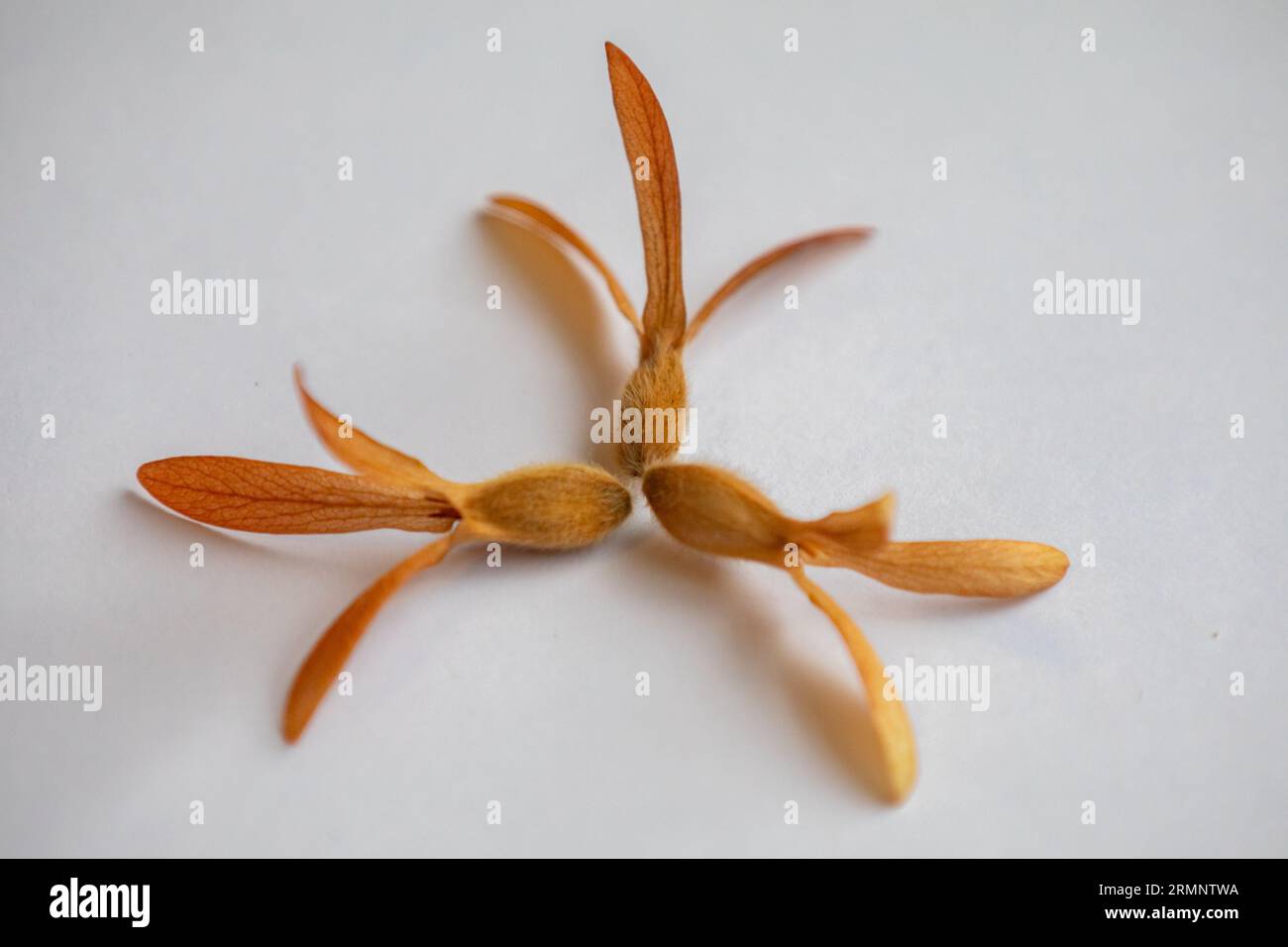 Graine ailée de l'arbre (Tripalis americana ou Tripalis gardneriana ...