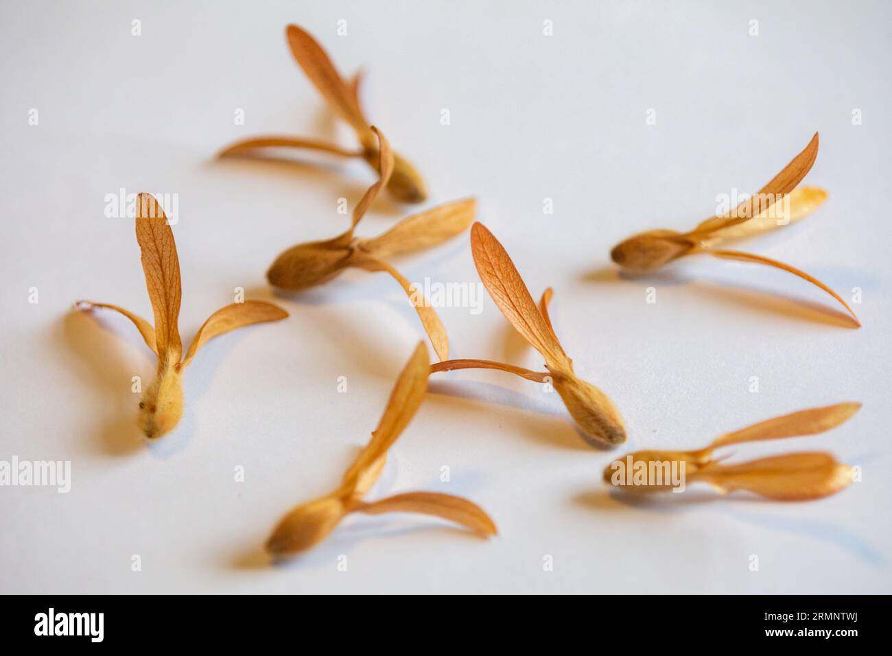 Graine ailée de l'arbre (Tripalis americana ou Tripalis gardneriana ...