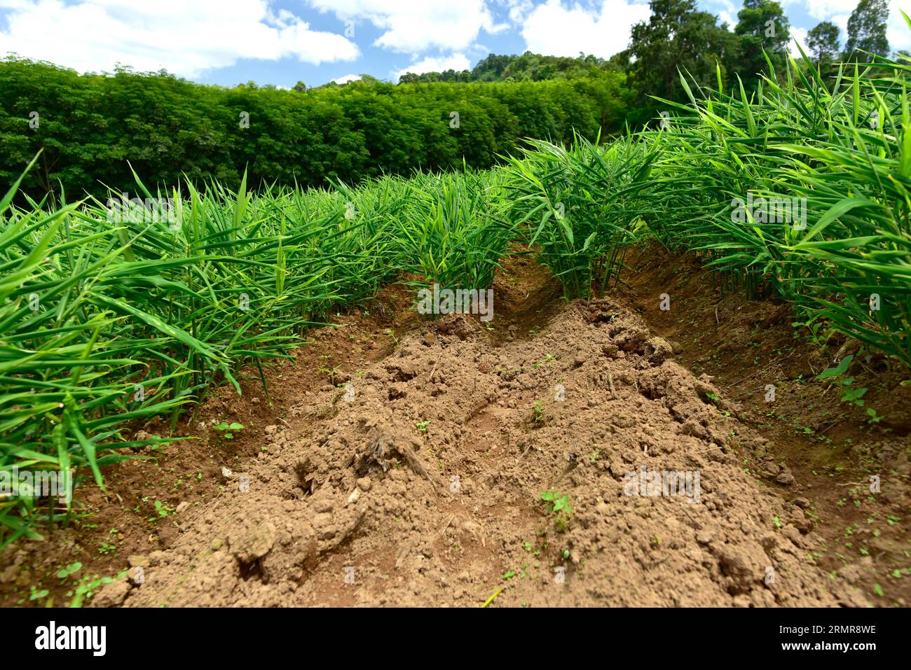Culture de gingembre (Zingiber officinale) plantée et cultivée dans un ...