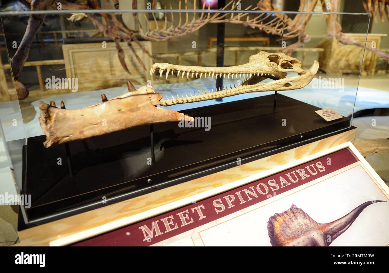 Spinosaurus aegyptiacus Banque de photographies et d’images à haute résolution - Page 2 - Alamy