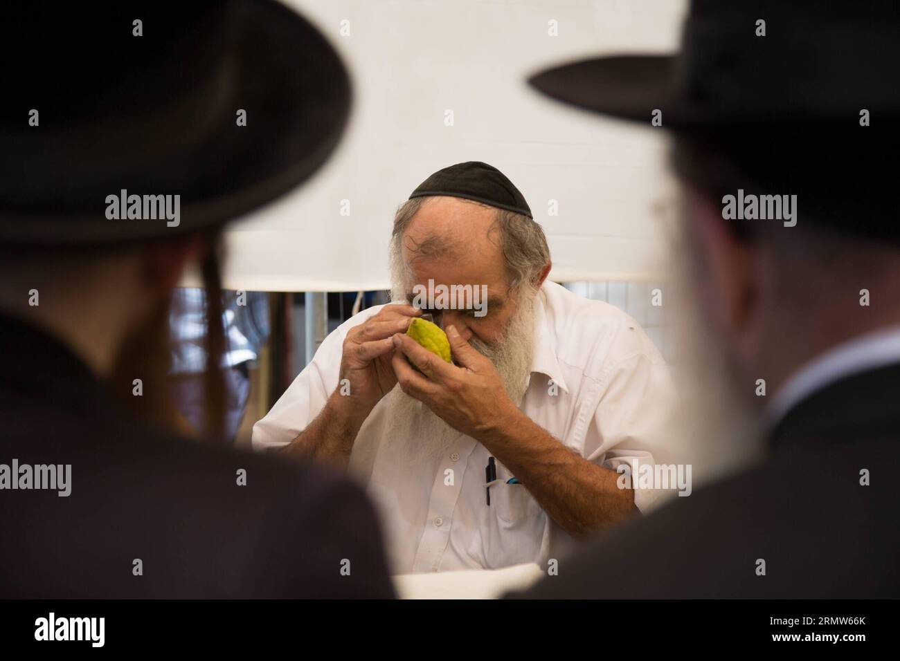 JÉRUSALEM, le 6 octobre 2014 -- un juif orthodoxe inspecte un Etrog ...