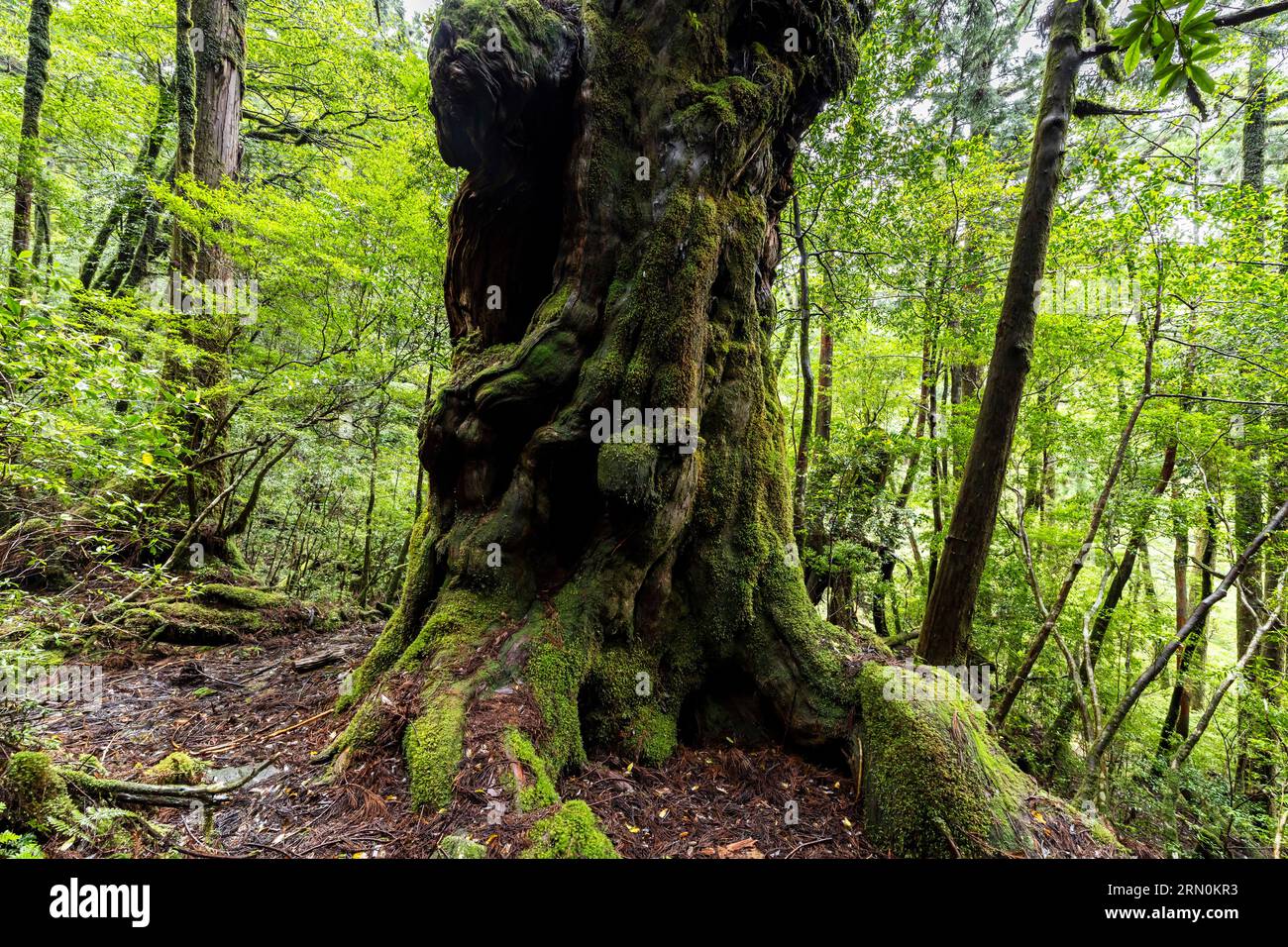 Tronc d'arbre moussu sugi Banque de photographies et d’images à haute ...