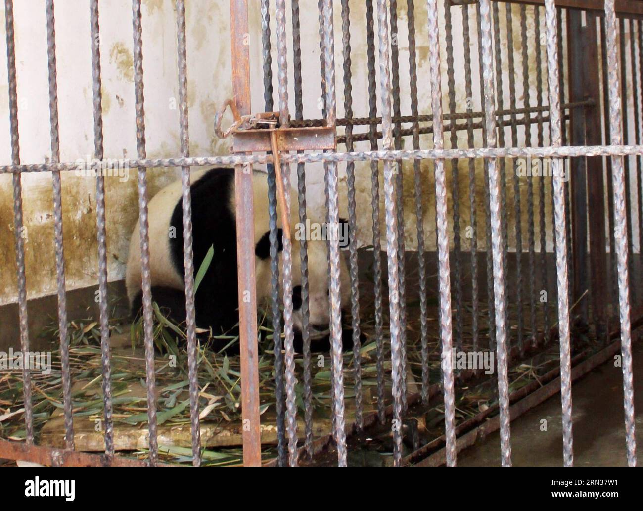 La photo prise le 21 janvier 2015 montre un panda géant long recevant ...