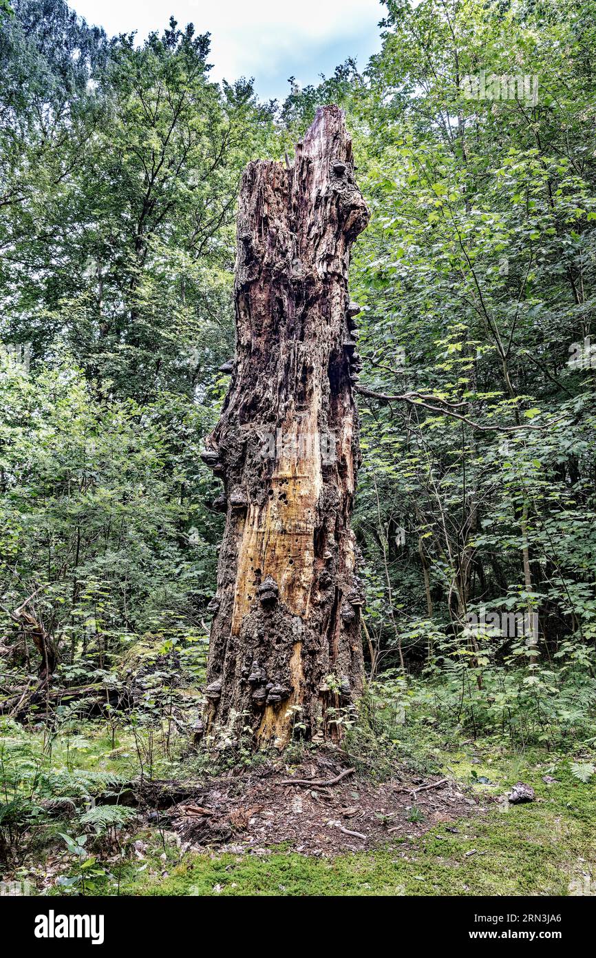 Arbre vert solitaire Banque de photographies et d’images à haute ...
