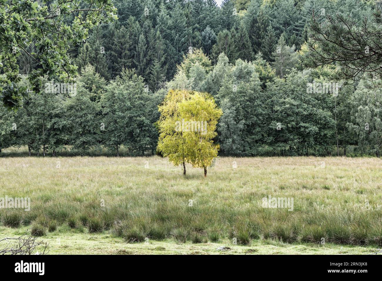 Arbre vert solitaire Banque de photographies et d’images à haute ...