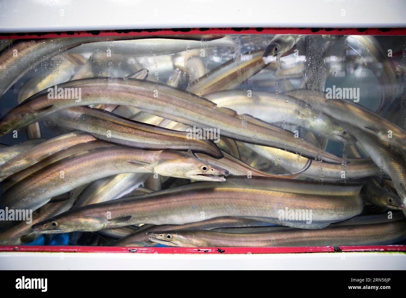 Japanese eels (Anguilla japonica) in a pool of water, Yeosu Fish Market ...