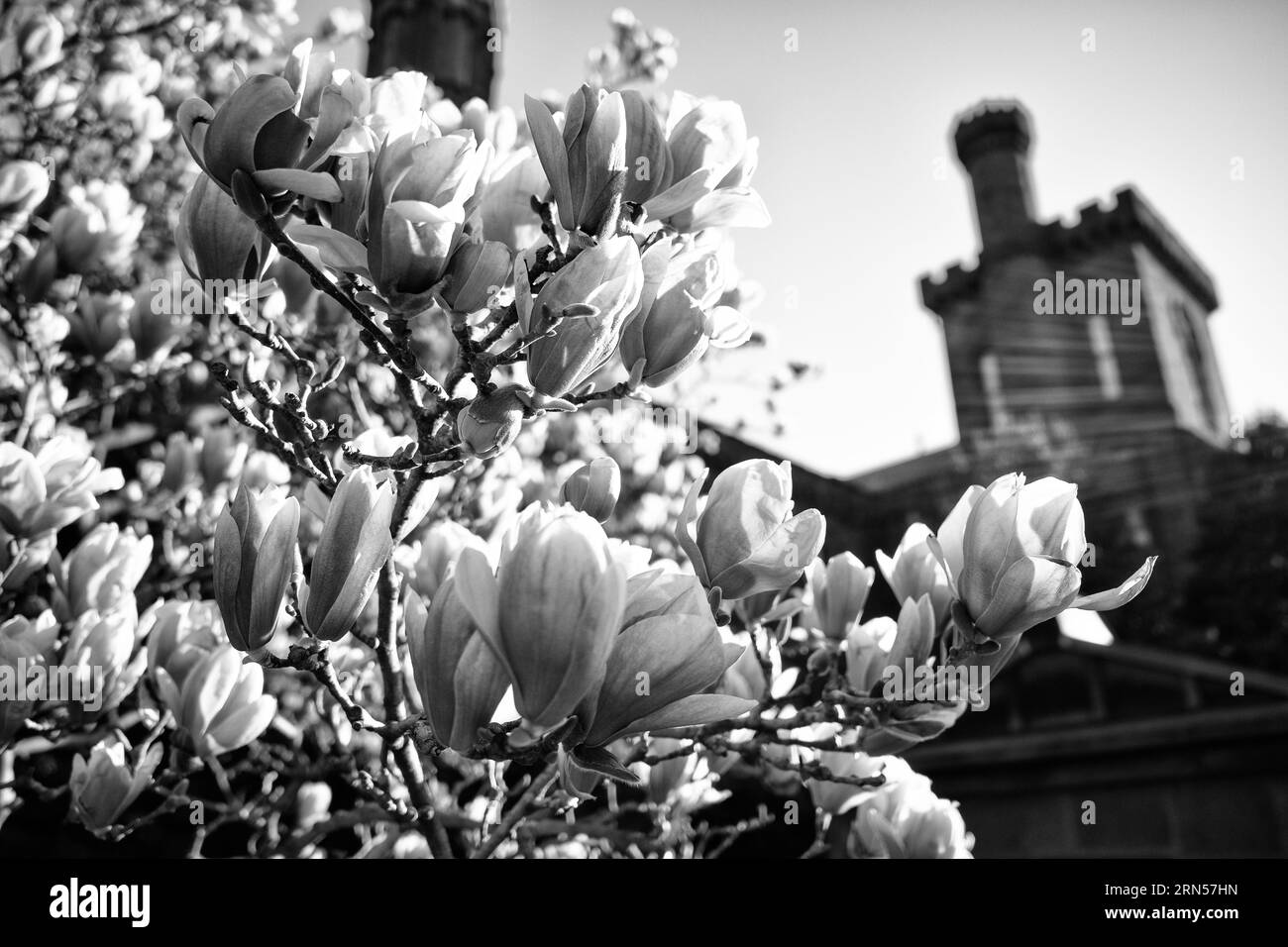 Especies de plantas Banque d'images noir et blanc - Alamy