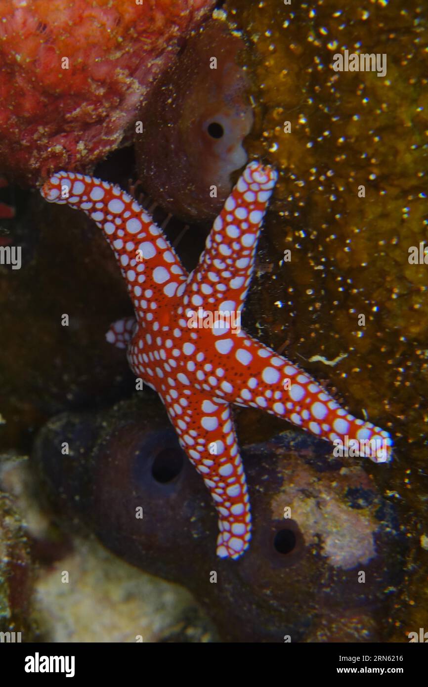 étoile de mer ghardaqa Banque de photographies et d’images à haute ...