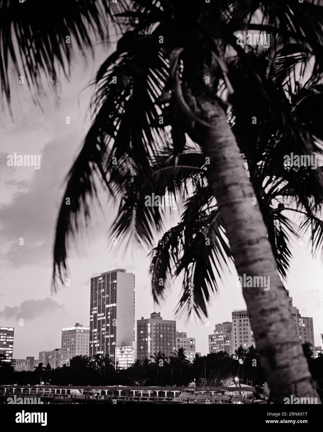 Miami skyline avec palmier Banque de photographies et d’images à haute ...