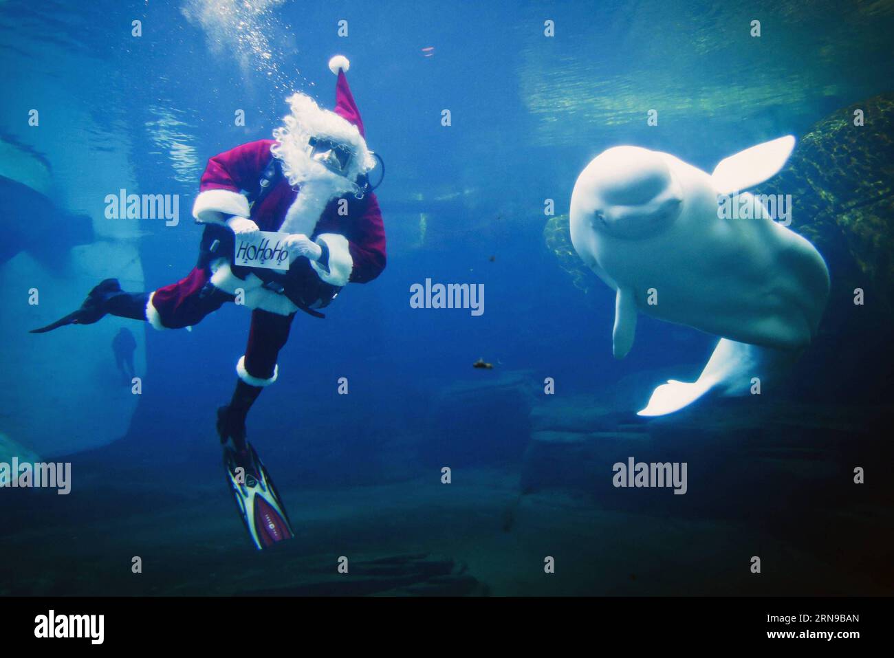 Scuba Claus envoie des vœux de Noël avec un béluga à l’intérieur d’un ...