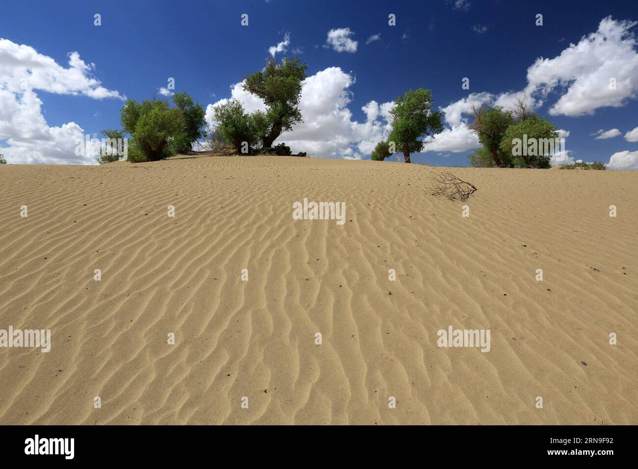 BAYINGOLIN -- Photo taken on June 18, 2015 shows the forest of populus ...