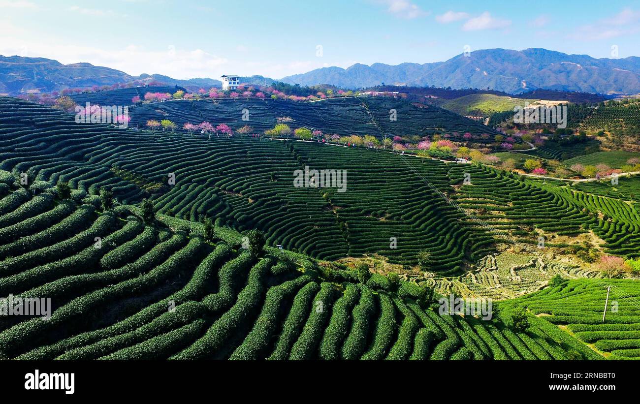 Longyan chine cerisiers fleurs Banque de photographies et d’images à ...