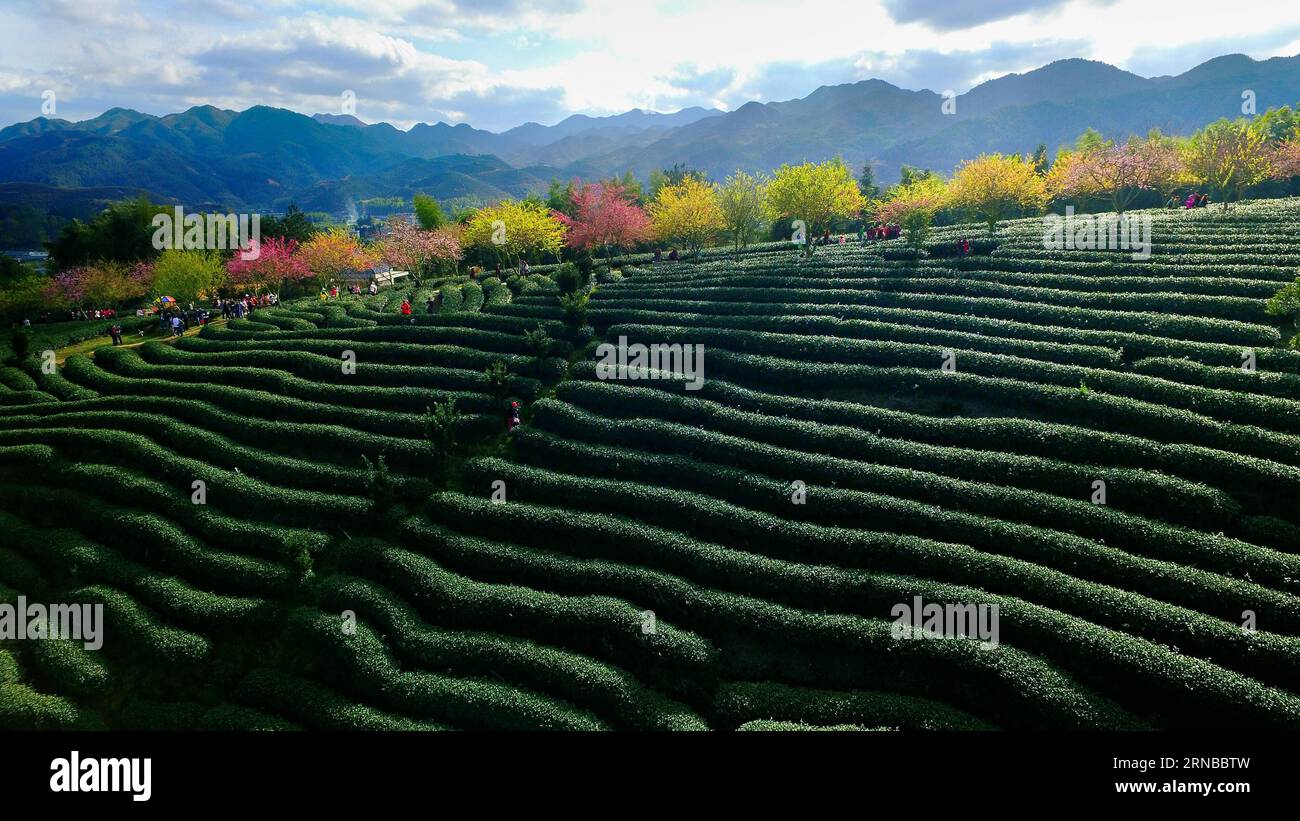 Longyan chine cerisiers fleurs Banque de photographies et d’images à ...