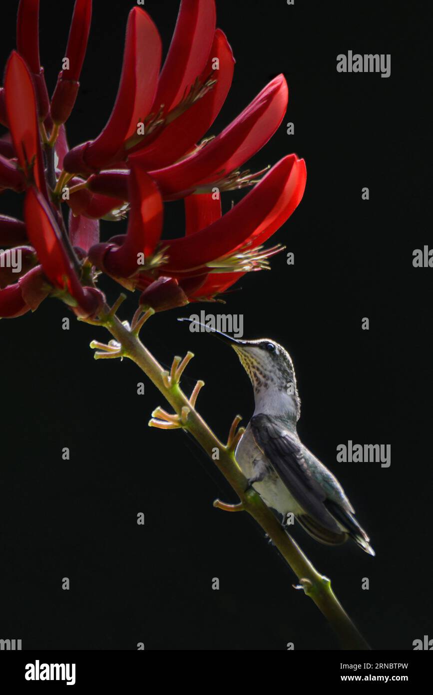 Colibri au bec rouge Banque de photographies et d’images à haute ...