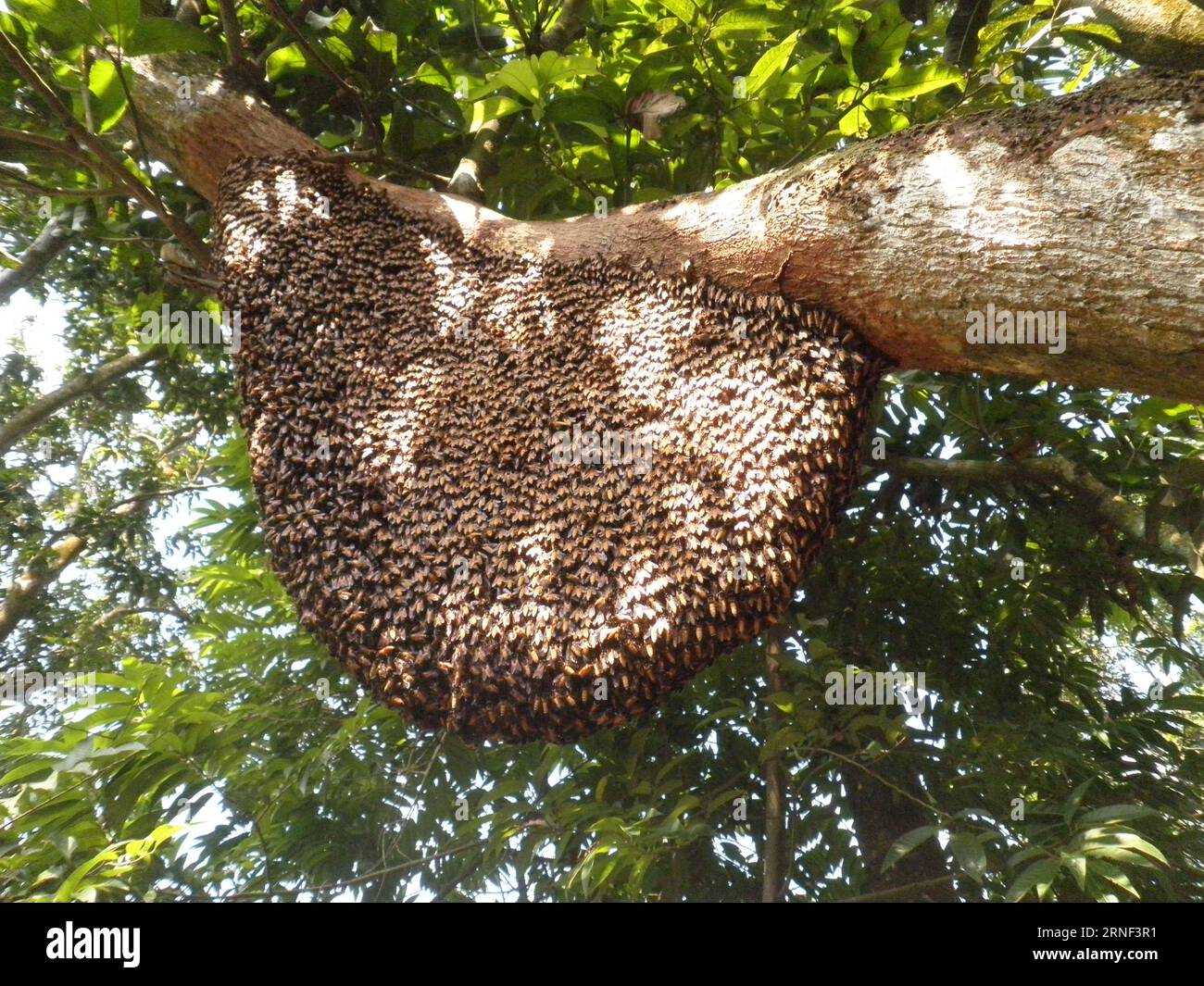 Natural beehive Banque de photographies et d’images à haute résolution ...