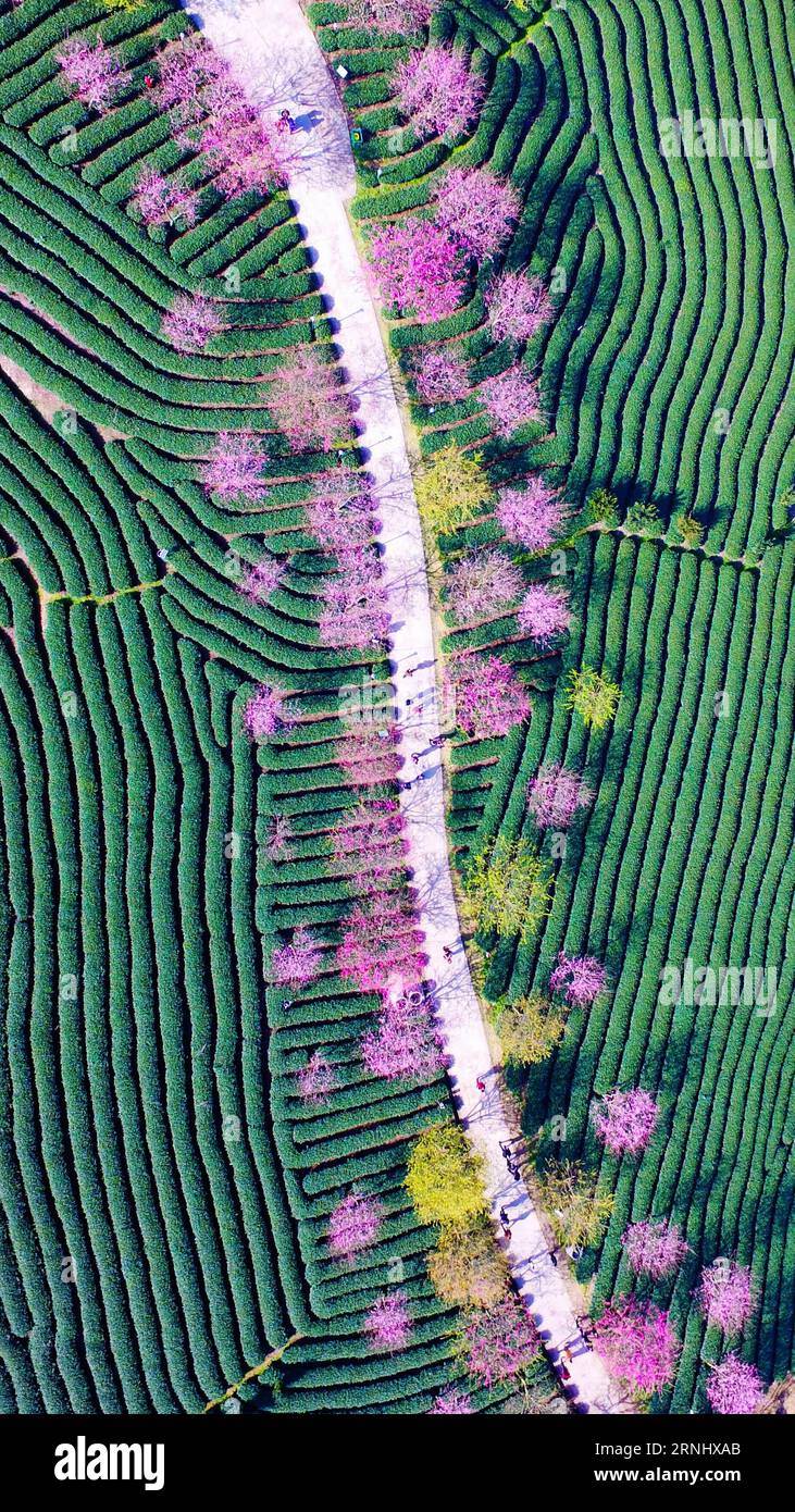 Longyan chine cerisiers fleurs Banque de photographies et d’images à ...