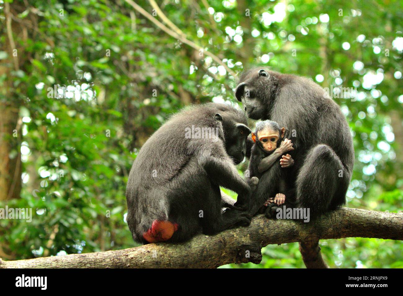 The offspring Banque de photographies et d’images à haute résolution ...