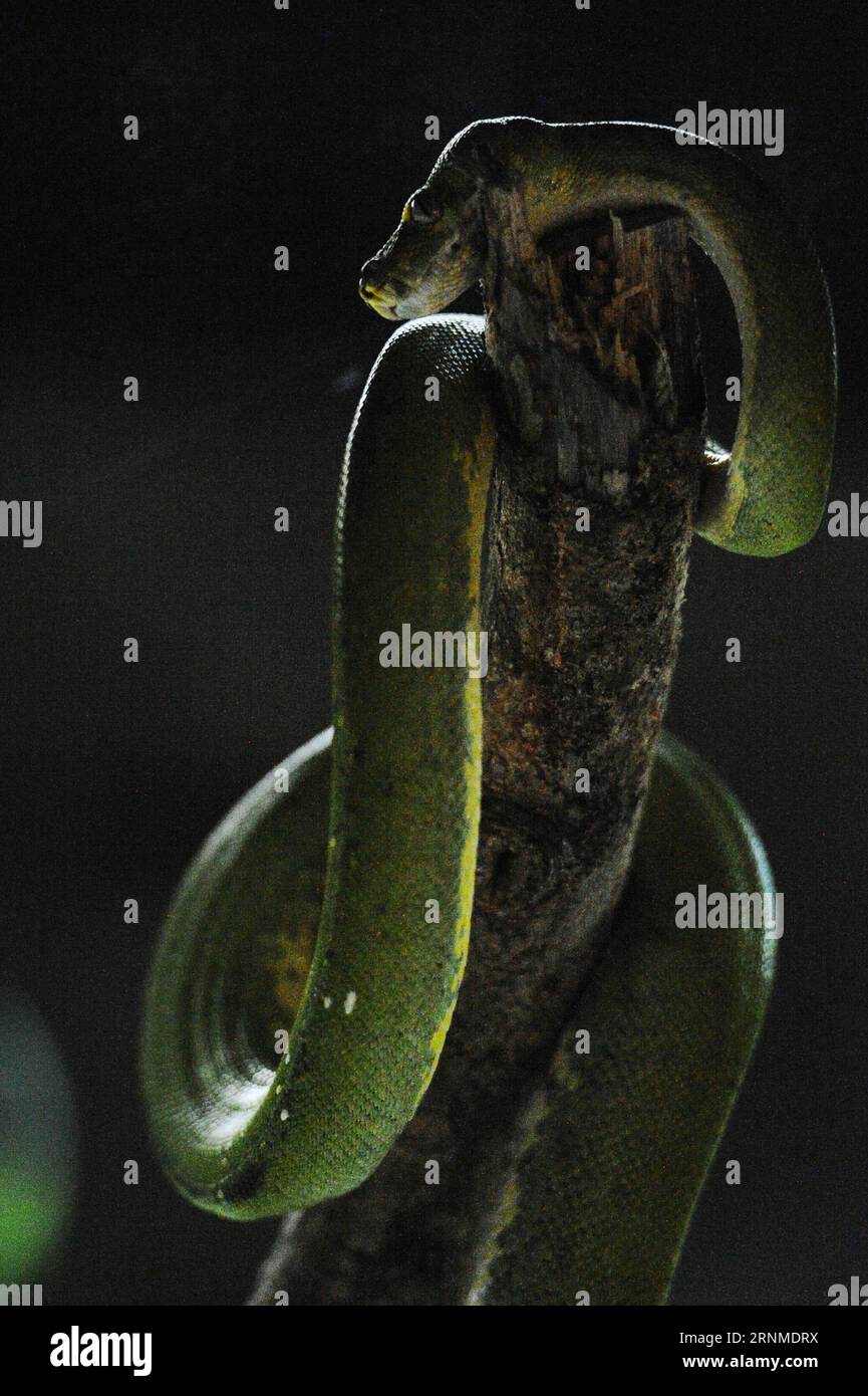 (170524) -- SINGAPOUR, 24 mai 2017 -- Un python vert est exposé à l'exposition reptile rénovée ...