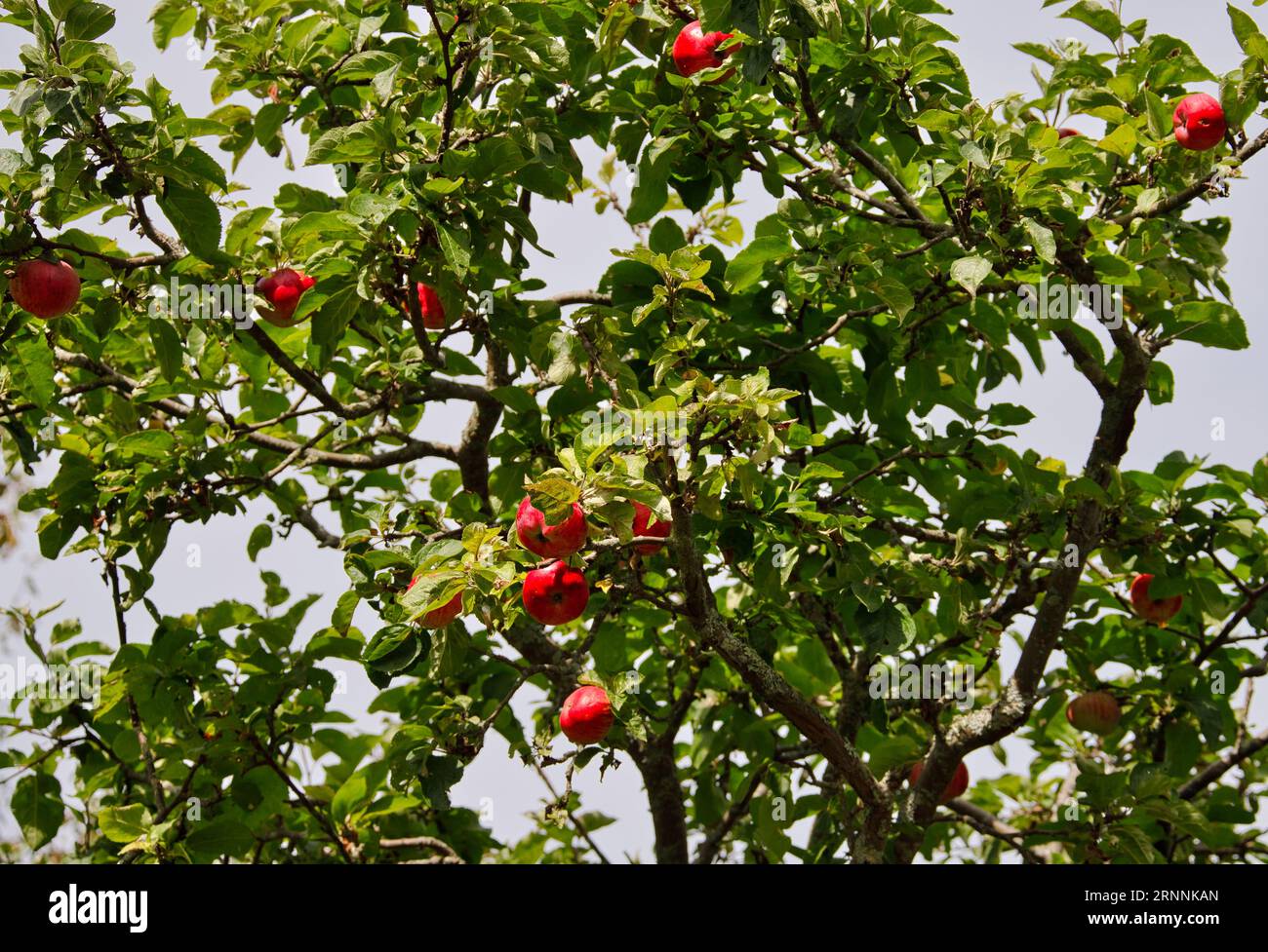 Pommier avec pommes rouges Banque de photographies et d’images à haute ...