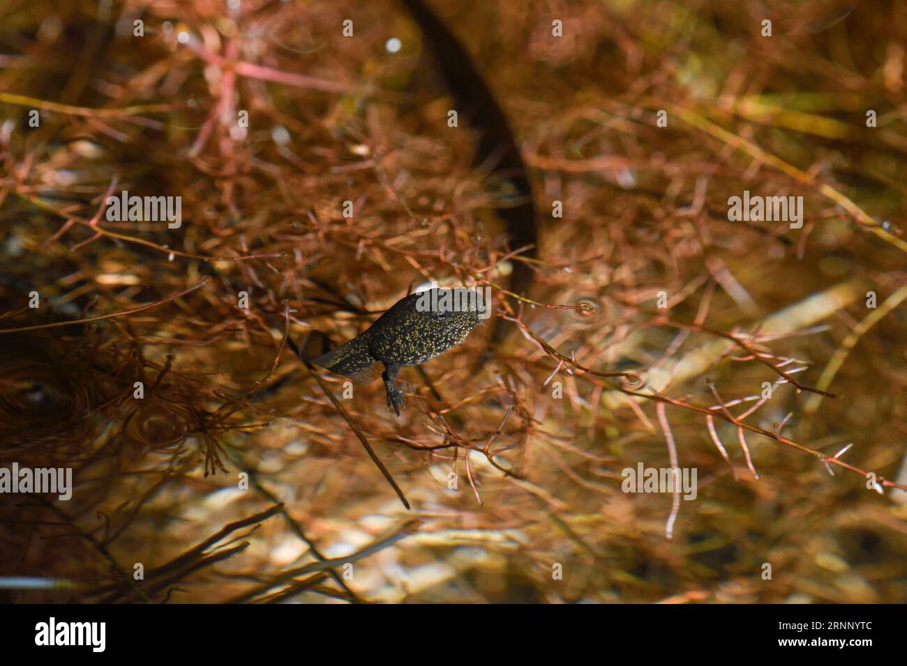 Animales vertebrados anfibios Banque de photographies et d’images à ...