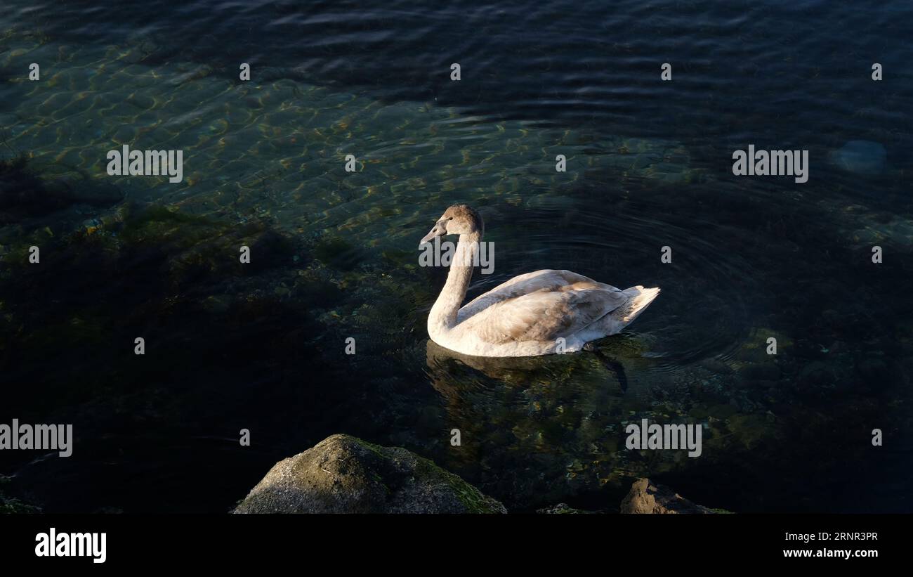 Petite plume nage dans l'eau Banque de photographies et d’images à haute résolution - Alamy