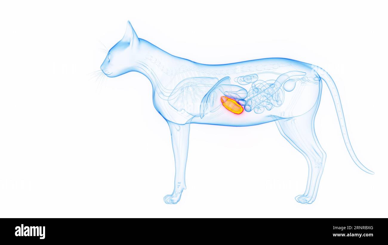 Anatomie du chat Banque d'images détourées - Page 2 - Alamy
