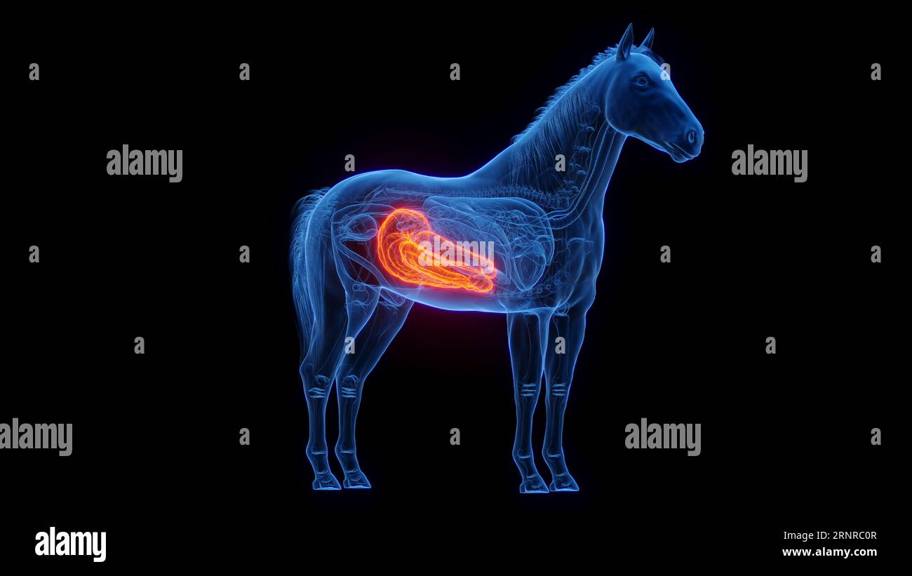 La digestion de l'anatomie du cheval Banque de photographies et d ...