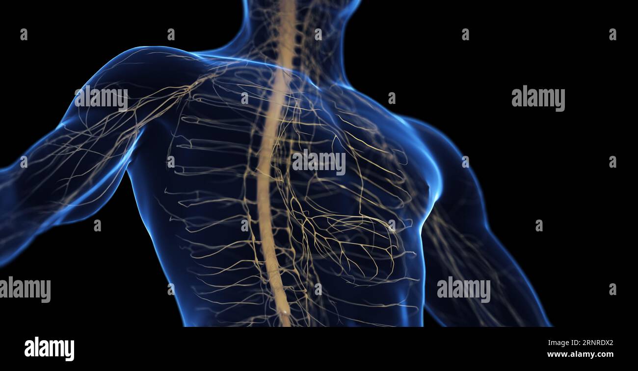 Le système nerveux central mâle, illustration Photo Stock - Alamy