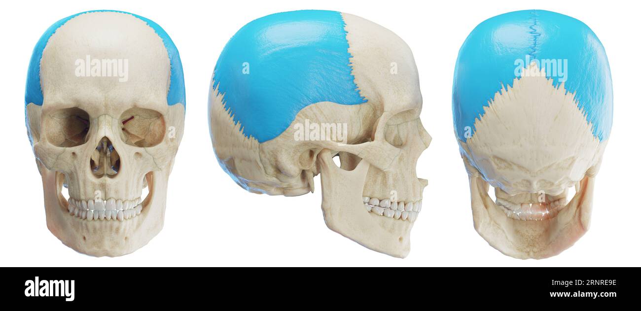 Parietal foramen Banque de photographies et d’images à haute résolution ...