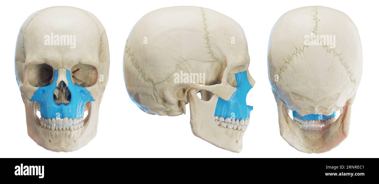 Os maxillaire humain Banque d'images détourées - Alamy