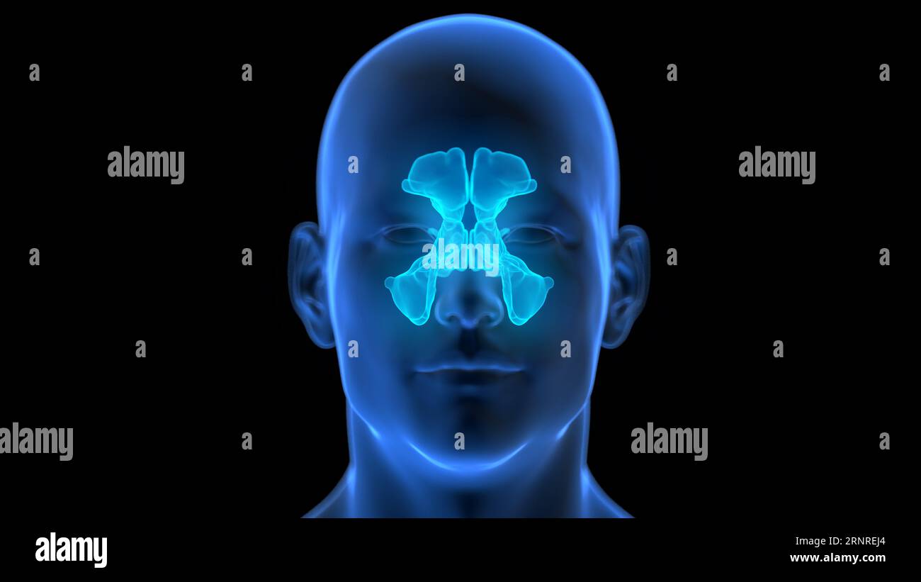Anatomie du nez et des sinus Banque de photographies et d’images à ...