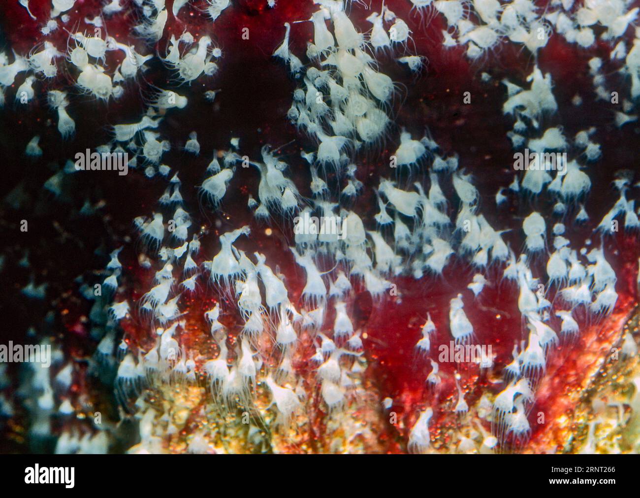 Moon jellyfish aurelia aurita polyps Banque de photographies et d ...