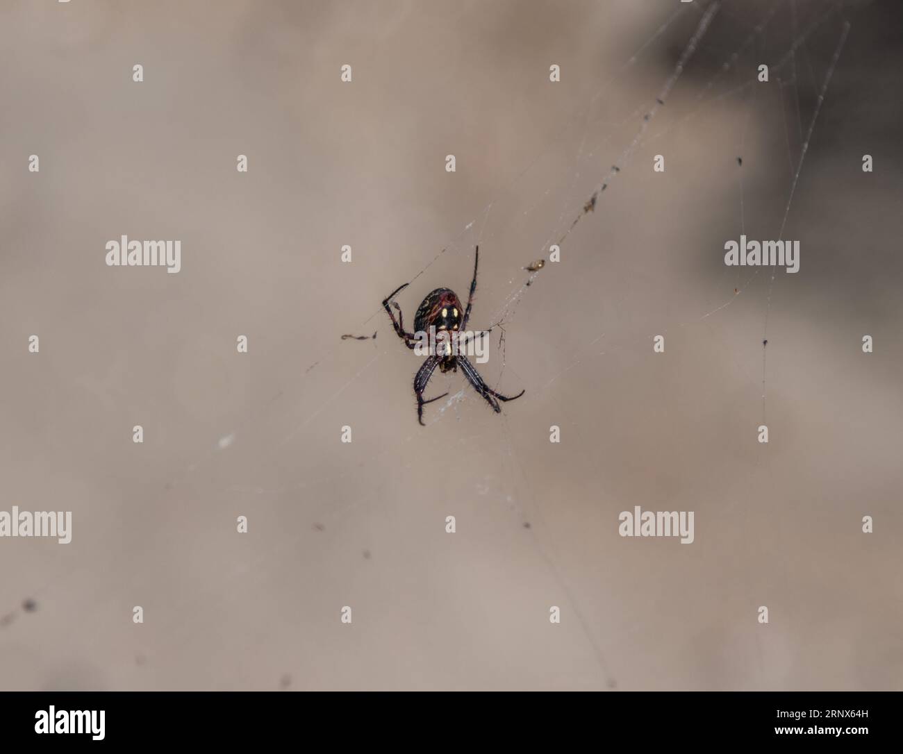 Gros plan d'une araignée Cross Orb-Weaver dans son habitat naturel dans ...