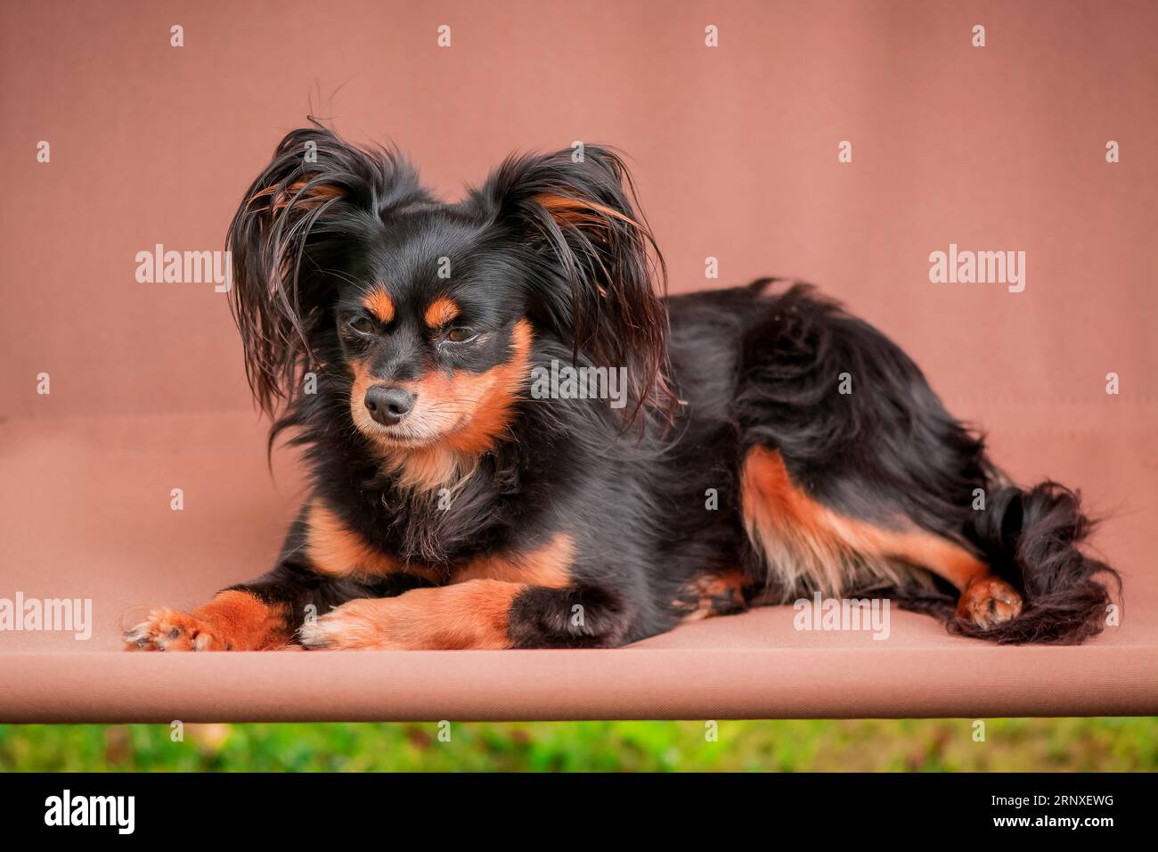 Chiens jouets russes Banque de photographies et d’images à haute résolution - Alamy