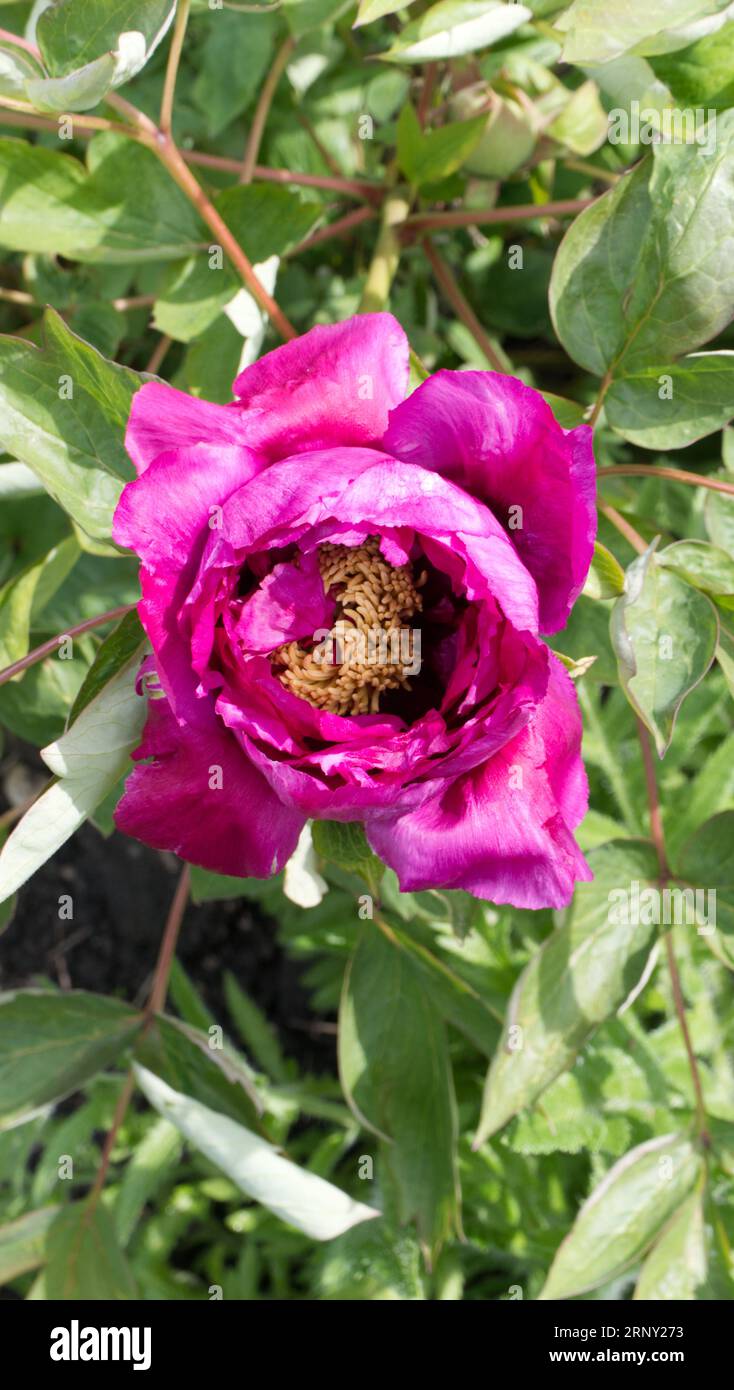 Bai hong Banque de photographies et d’images à haute résolution - Alamy