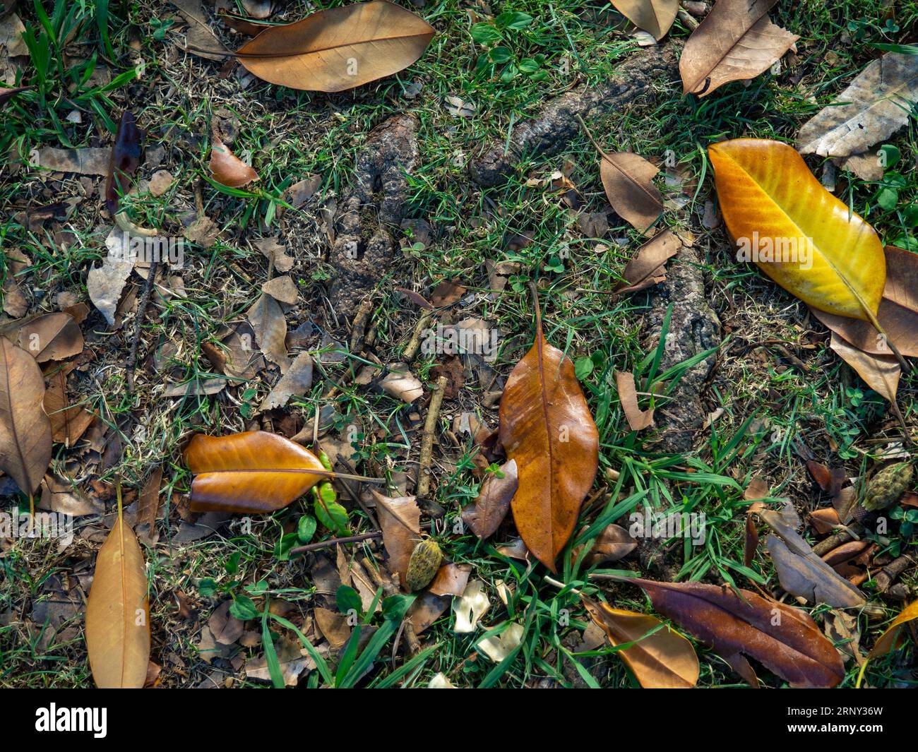 L'herbe sous mes pieds Banque de photographies et d’images à haute ...