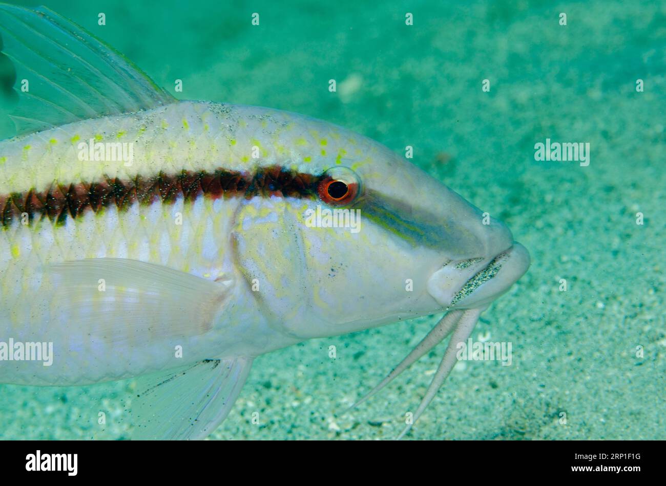 Poisson-chèvre Dash-dot, Parupeneus barberinus, sur sable, site de ...