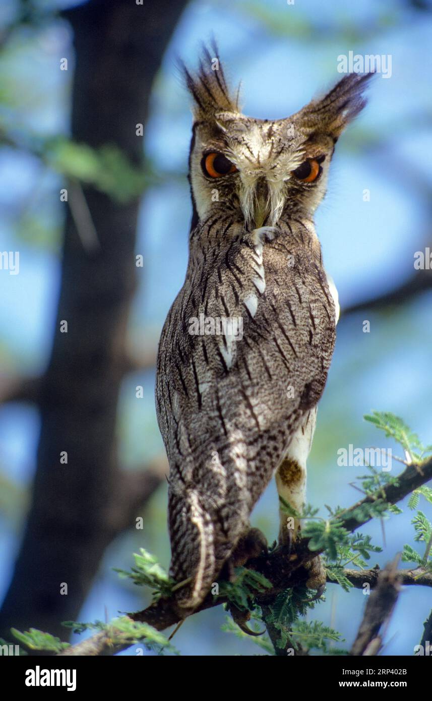 Kenya yeux blancs Banque de photographies et d’images à haute ...