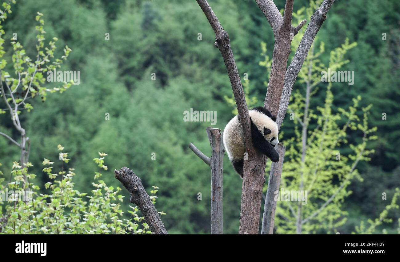 CHENGDU, -- une photo prise le 25 avril 2018 montre un panda géant à la ...
