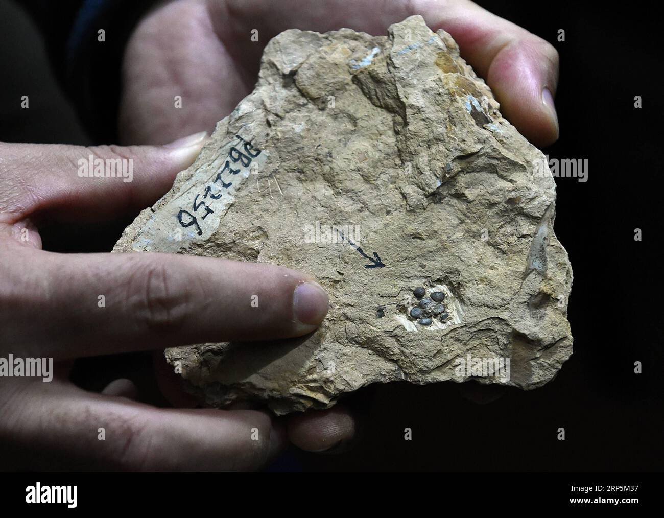 Datation des fossiles Banque de photographies et d’images à haute ...