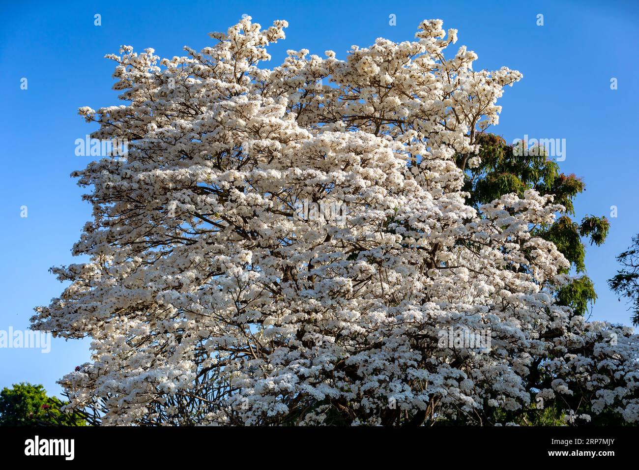 Merveilleuses fleurs d'un arbre à ipe blanche, Tabebuia roseo-alba ...