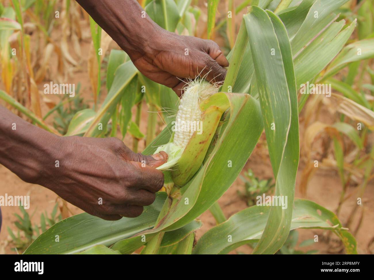 (190311) -- Macheke, le 11 mars 2019 -- Un agriculteur contrôle la ...