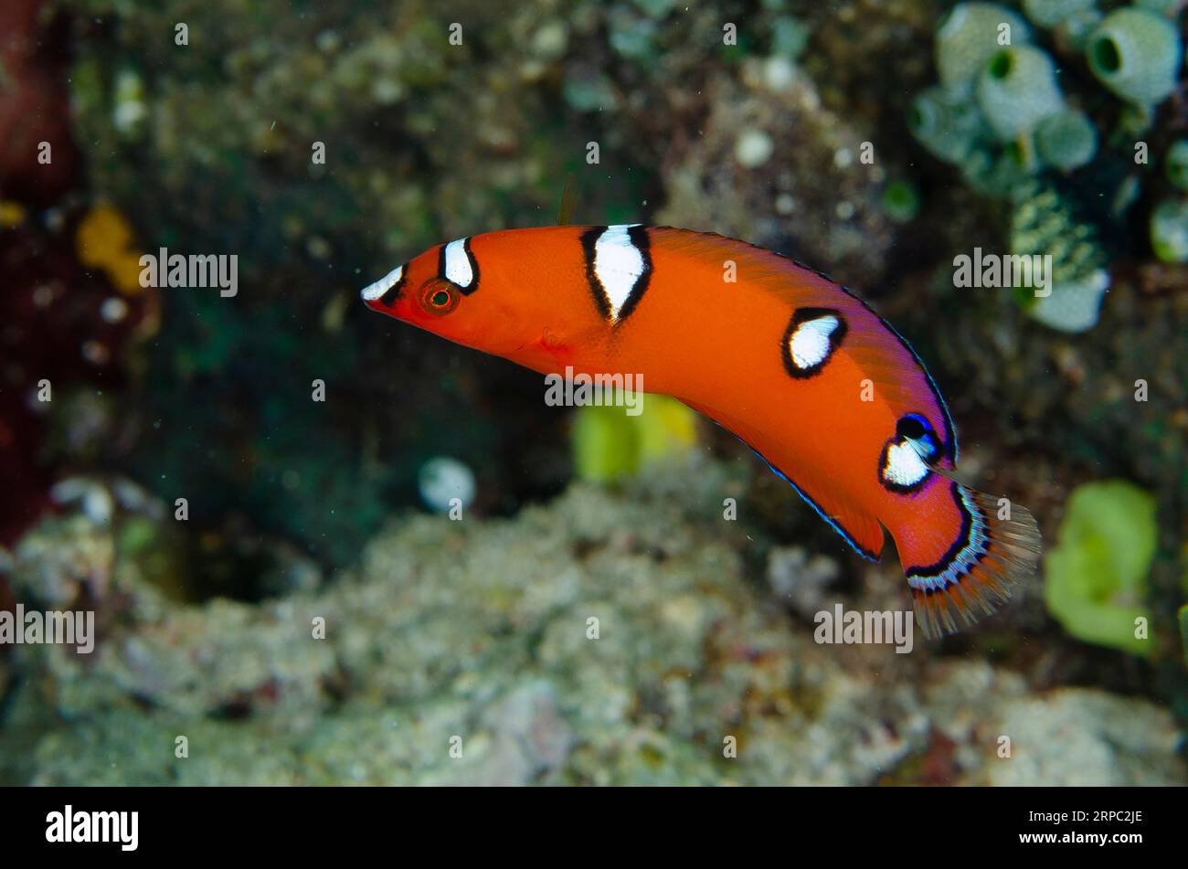 Coris africain Banque de photographies et d’images à haute résolution ...