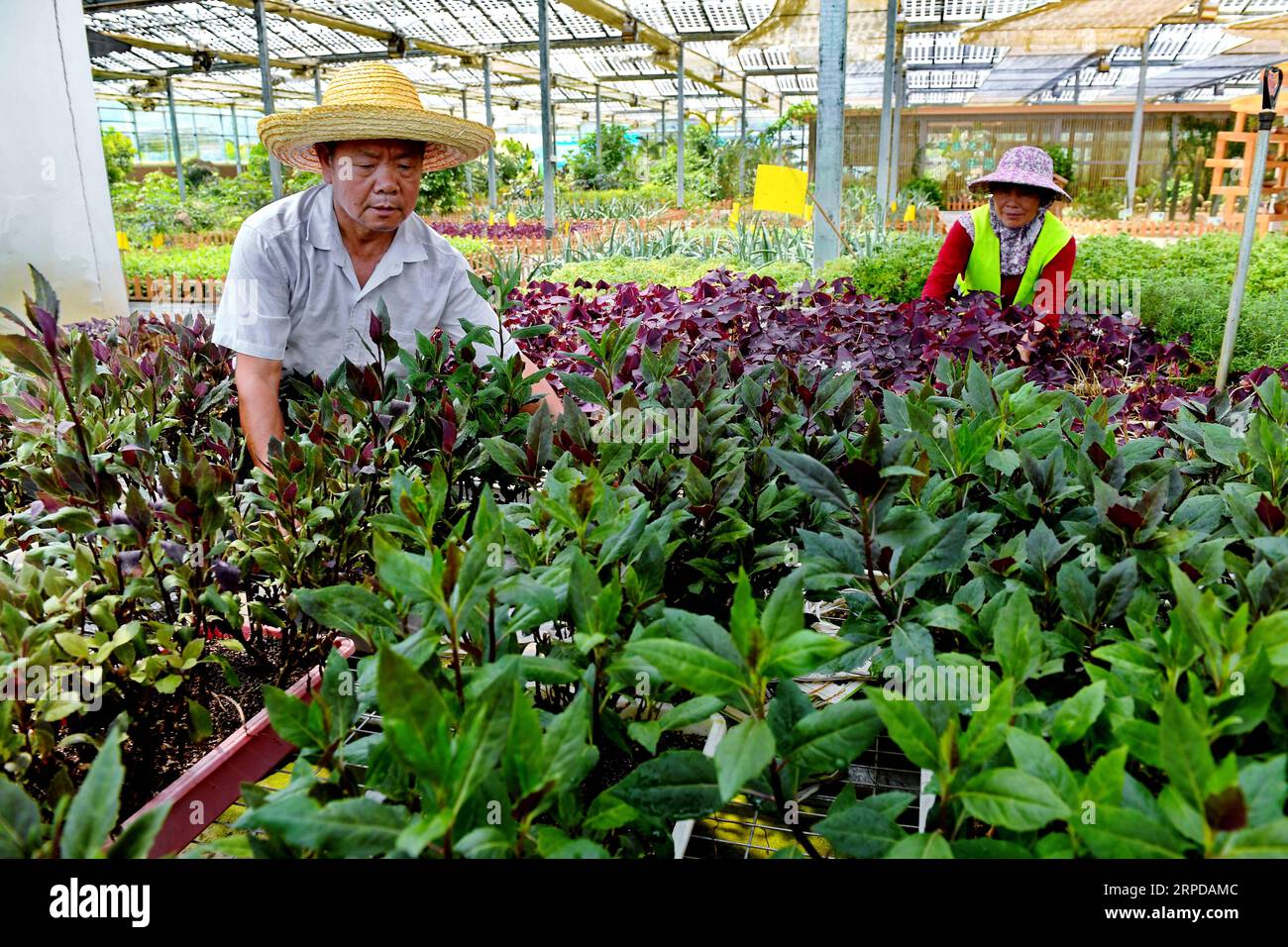 Avantages agricoles des agriculteurs Banque de photographies et d ...