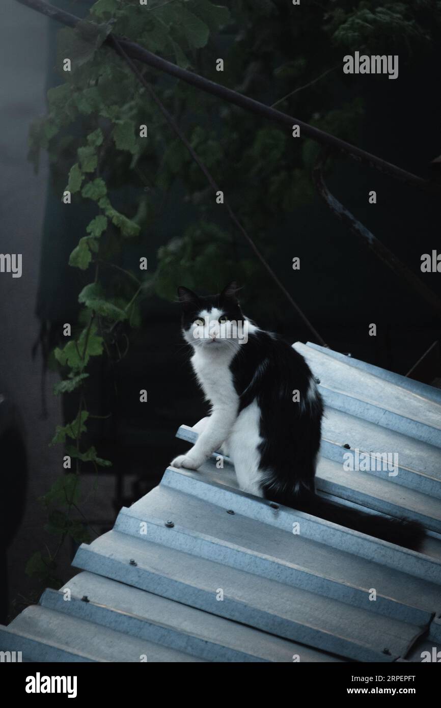 Chat noir sur le toit Banque de photographies et d’images à haute ...