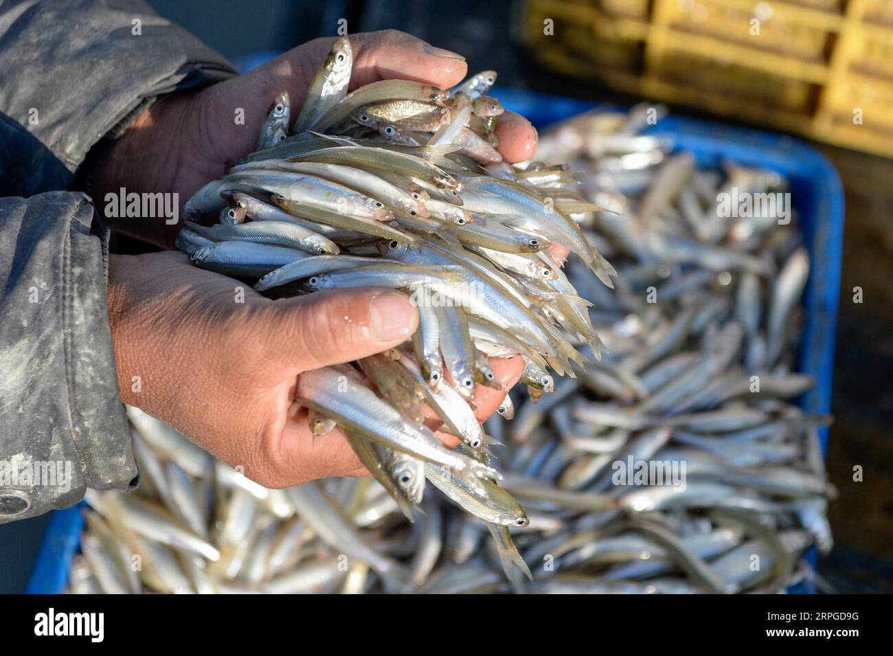 Pond smelt Banque de photographies et d’images à haute résolution - Alamy