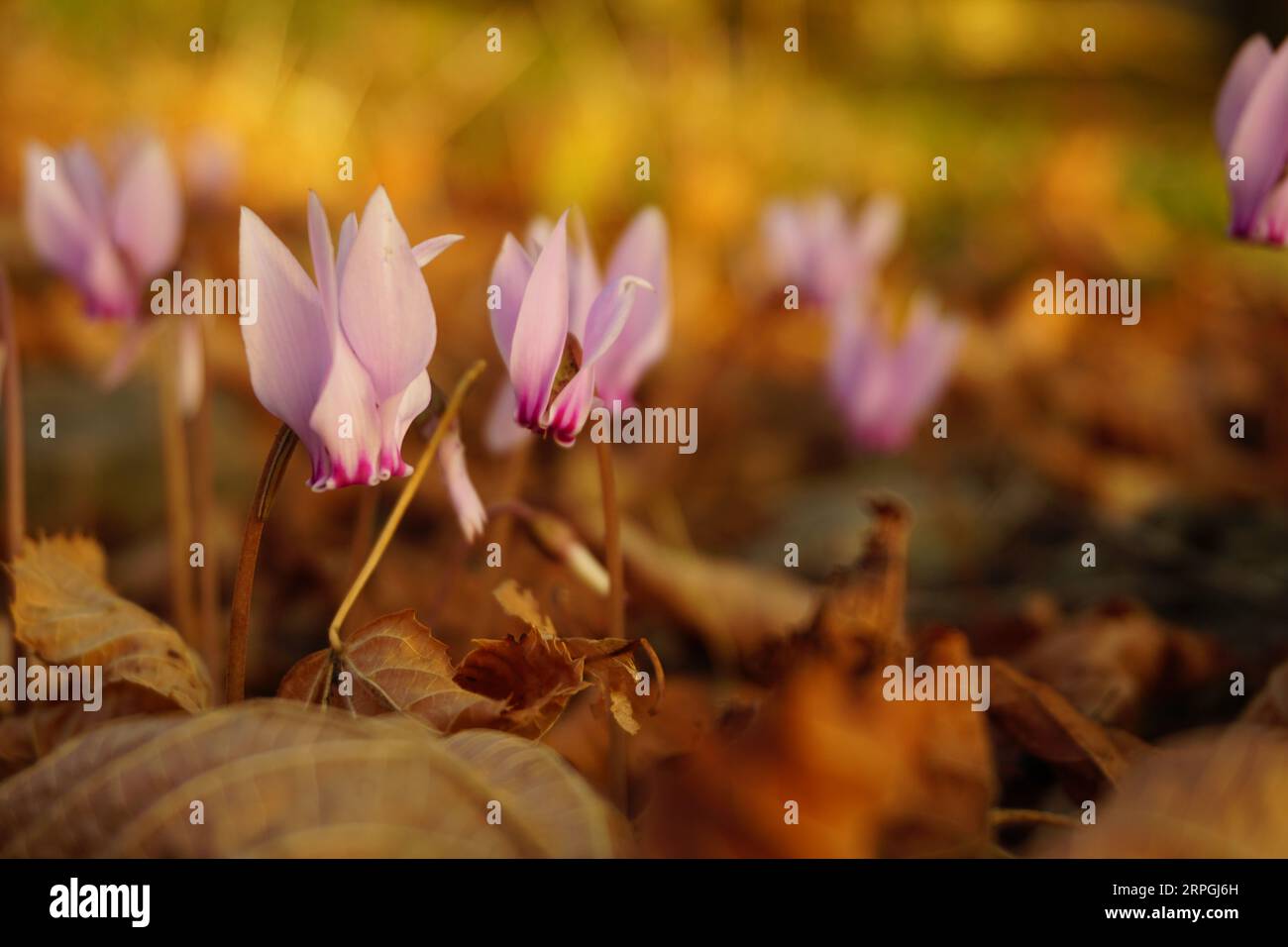 Fleurs rose vif en automne Banque de photographies et d’images à haute ...