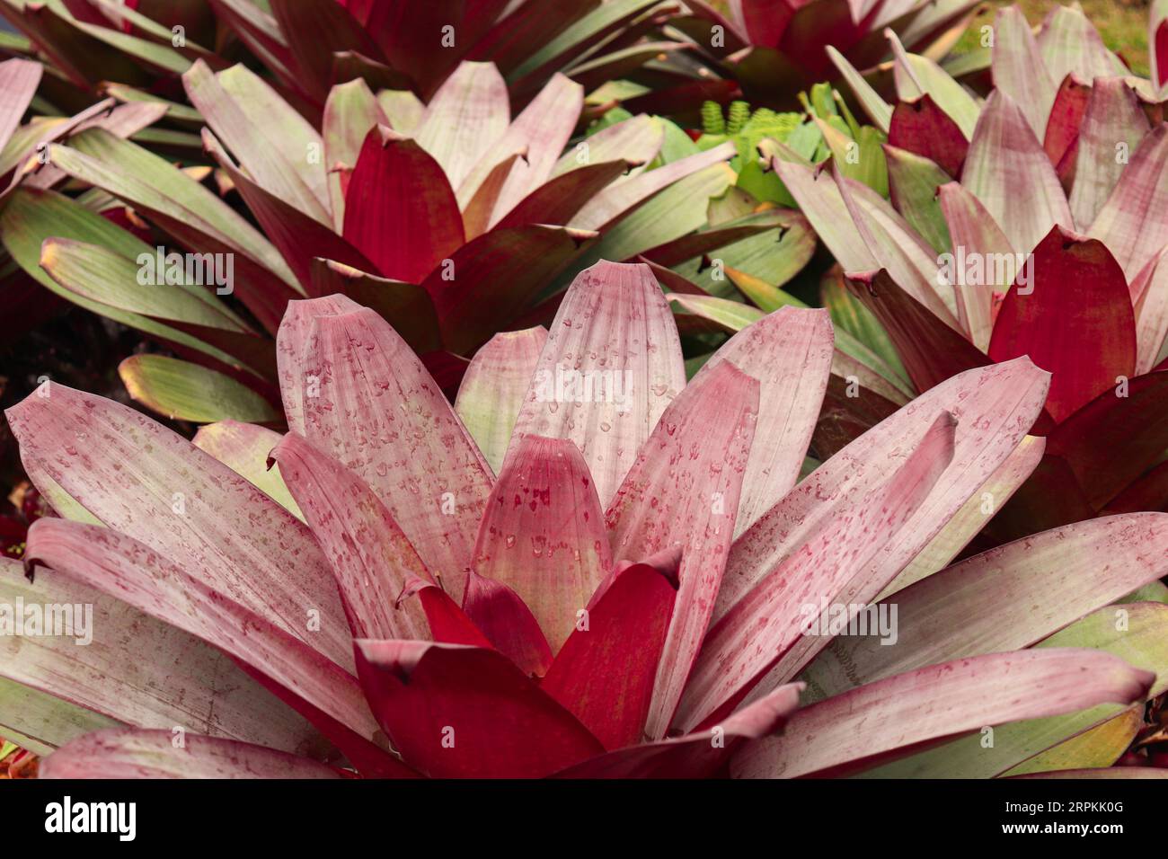Colonie de fleurs Banque de photographies et d’images à haute ...