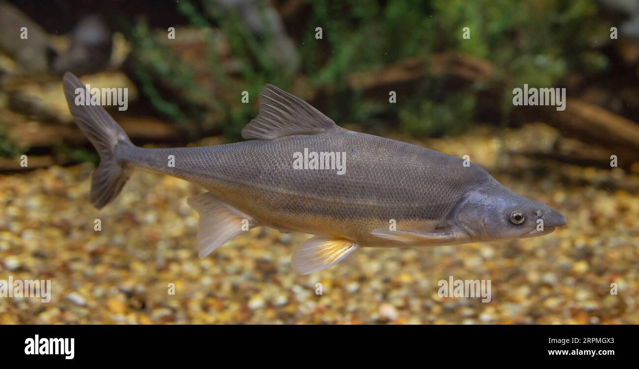 Sucker fish Banque de photographies et d’images à haute résolution - Alamy