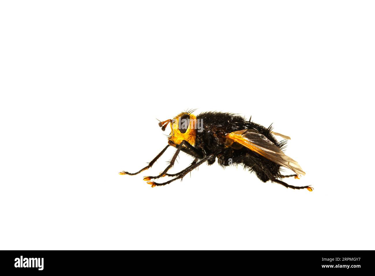 Mouche géante Banque d'images détourées - Alamy